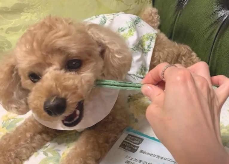 Dr.WANDEL＋KANDELセットの口コミ・効果を徹底検証！犬の歯磨き問題を解決する最強デンタルケア ｜ わんにゃんハッピー計画